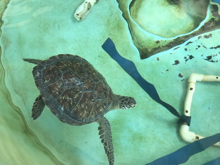 The Sea Turtle Hospital at Whitney Laboratory – The iVisit Project